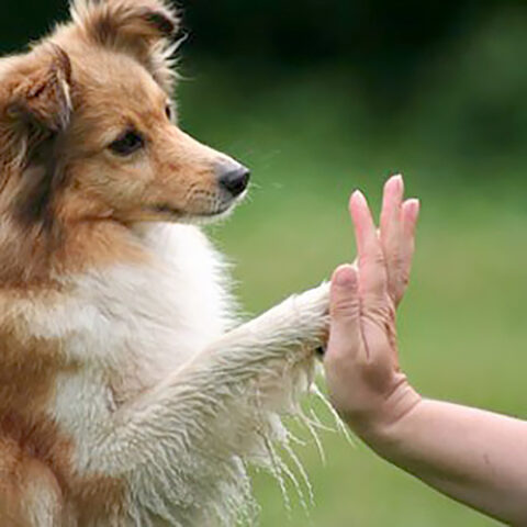 Training dogs to do tricks, from Trick Dog competitions to combatting ...