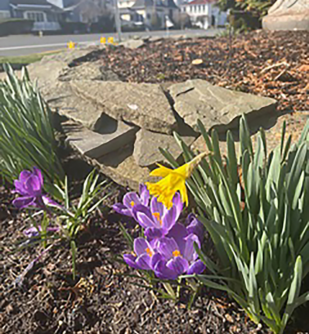 If you really look, you will see the first blush of spring - Shore ...