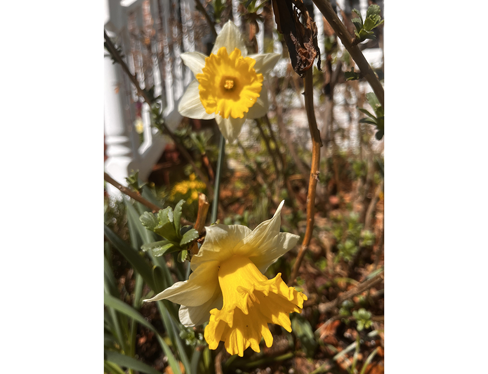 Daffodils announce the arrival of spring - Shore Local Newsmagazine