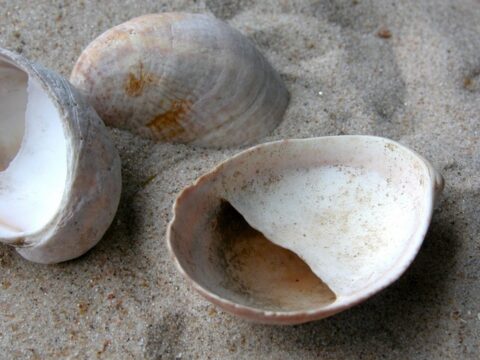 Seashell identification guide - Shore Local Newsmagazine