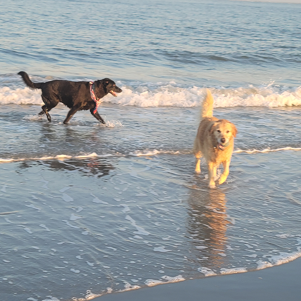 Paws at the Shore: Enjoying the Jersey Shore with your dog - Shore ...