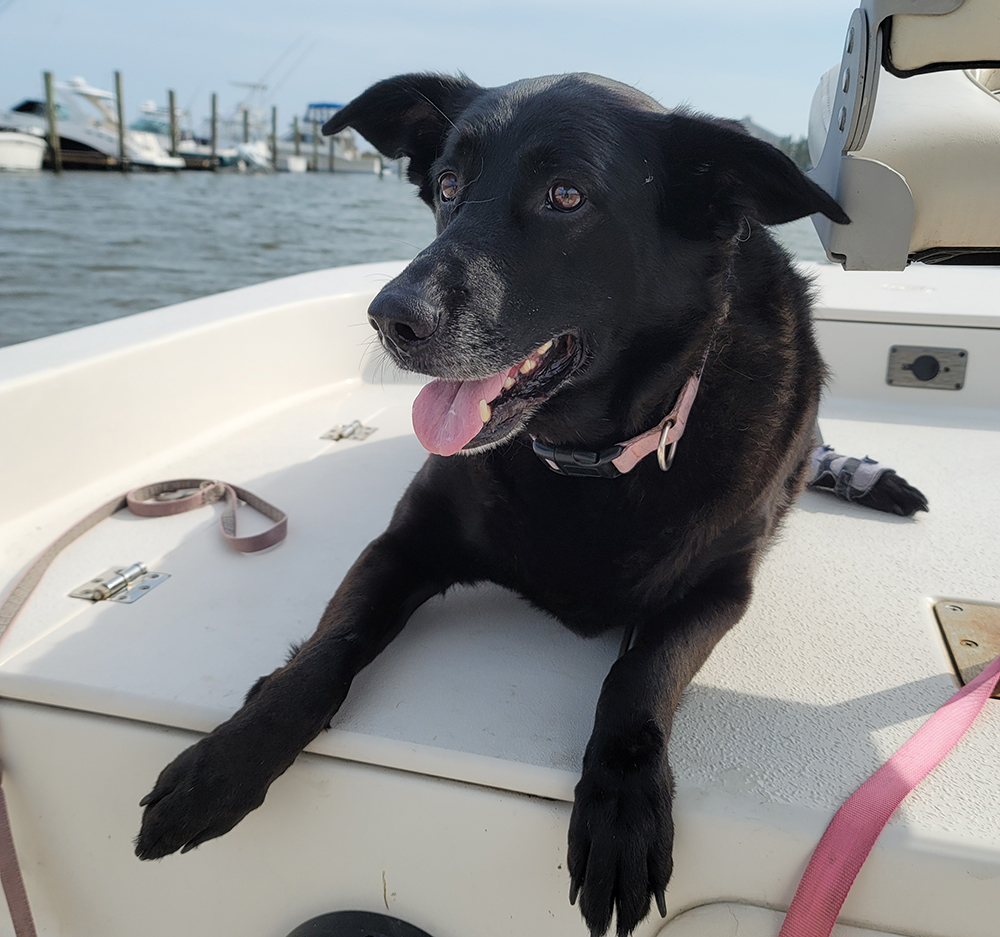 Sun, sand and paw prints - Shore Local Newsmagazine