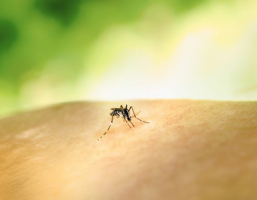 Two Mosquito Pool Samples Test Positive for EEE - Shore Local Newsmagazine