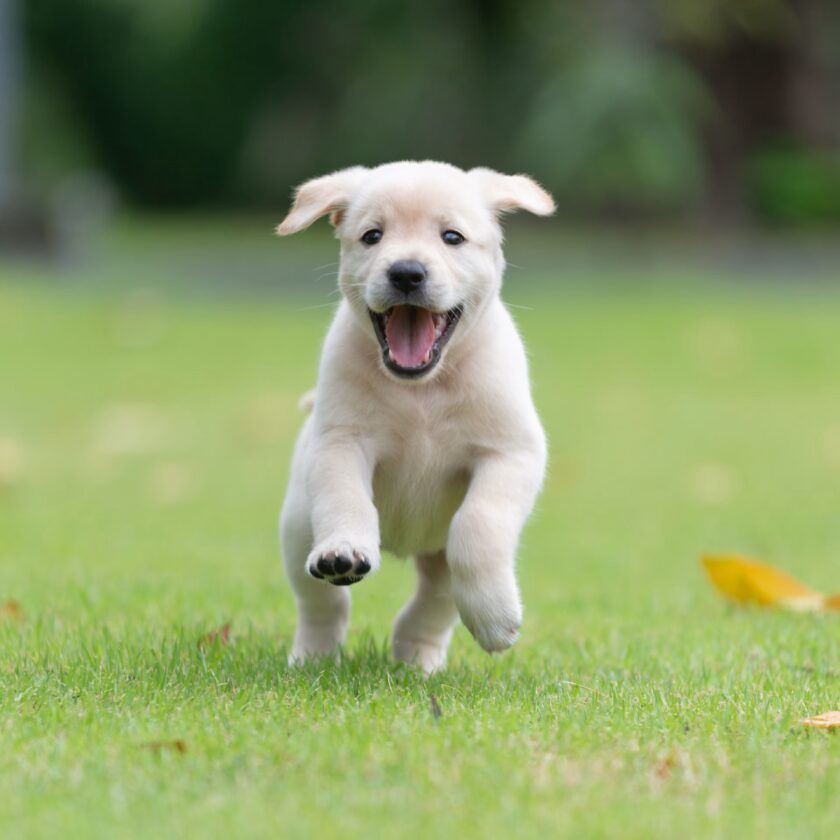 Why puppies get the zoomies - Shore Local Newsmagazine