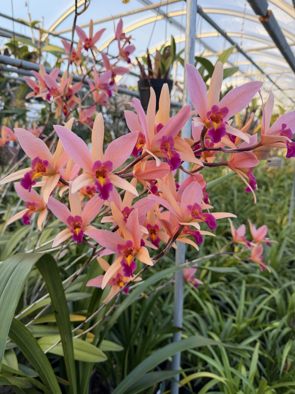 South Jersey’s Waldor Orchids prepares for Philadelphia Flower Show ...