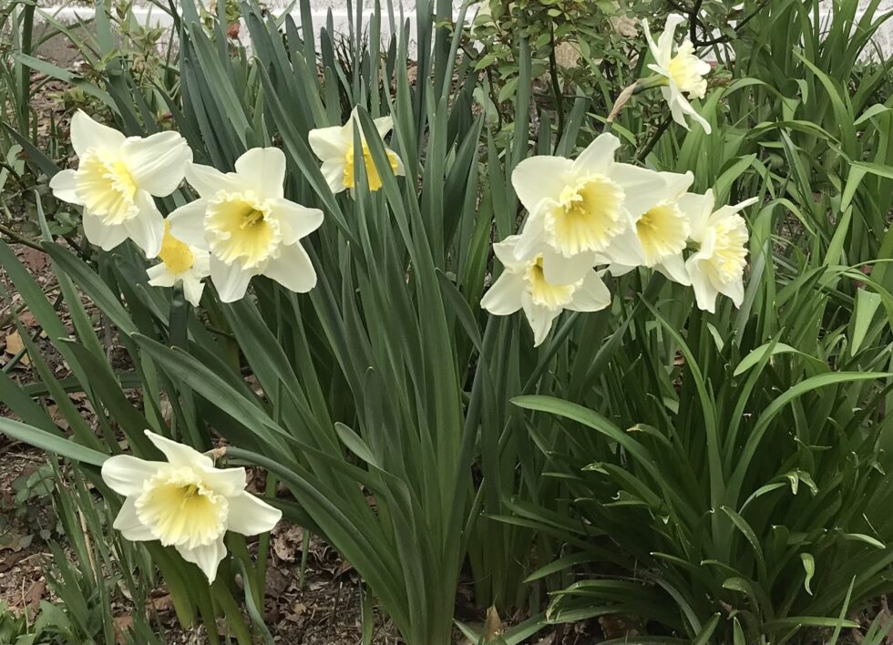 Celebrating with Easter and Passover flowers - Shore Local Newsmagazine
